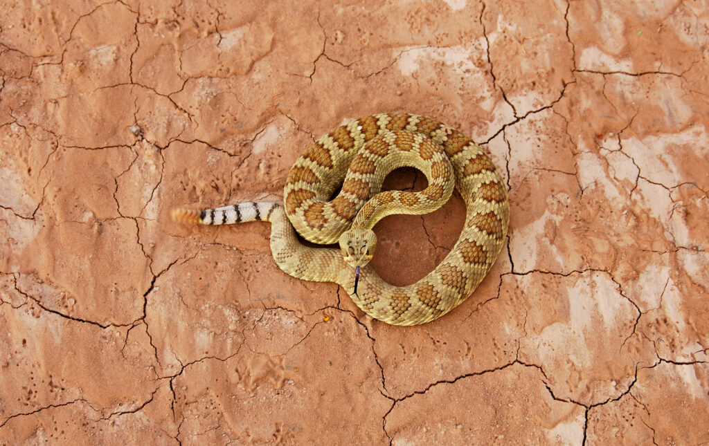 Mohave rattlesnake over dried red soil - National Council of Teachers ...